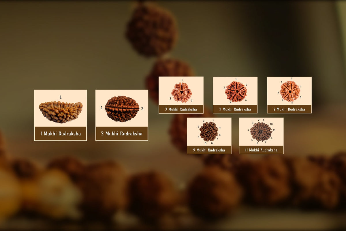 Understanding Rudraksha Types and Benefits - Parth Pooja Store — Parthpooja