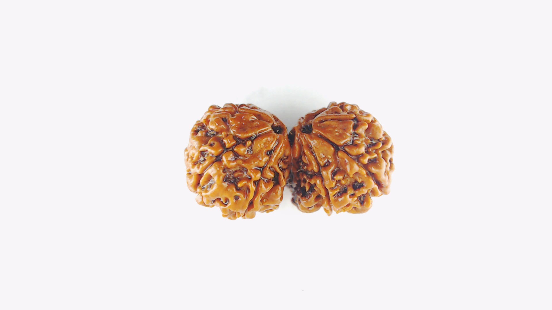Buy Certified Rudraksha Online in India - Parth Pooja Store — Parthpooja